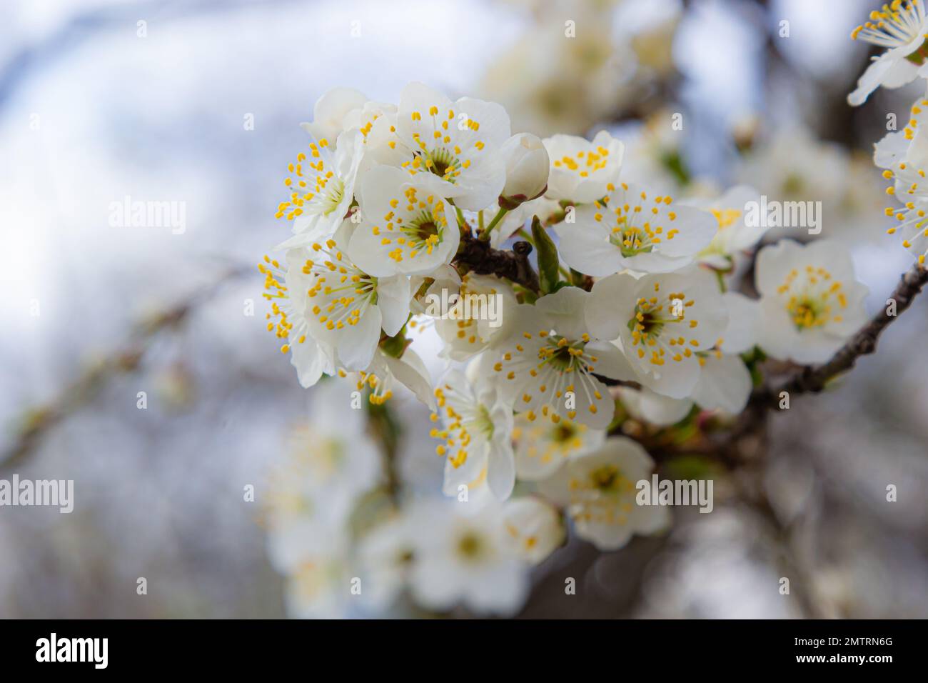 Prunus cerasifera cherry plum Banque de photographies et d’images à ...