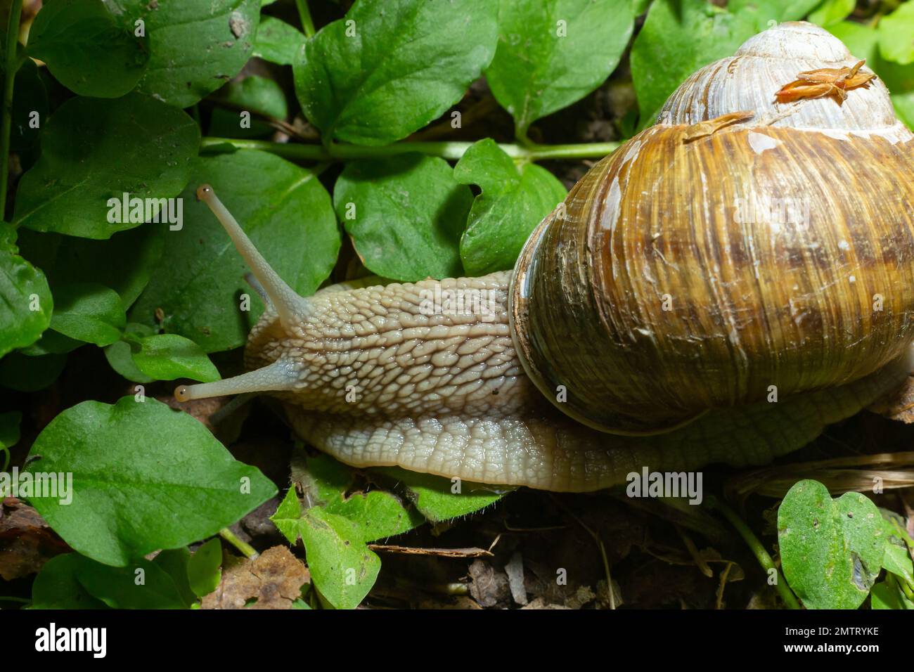Helix pomatia romain aussi escargot, escargots, escargot de Bourgogne ...