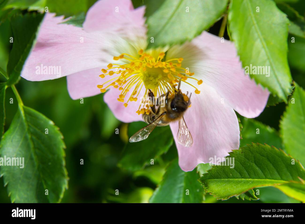 Eglantine flower Banque de photographies et d’images à haute résolution ...