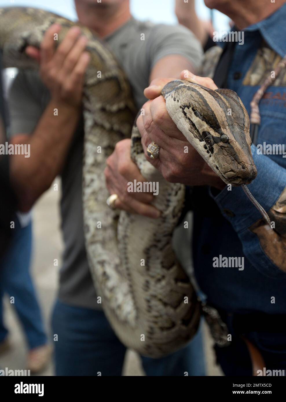 FILE - In this Jan. 17, 2013, file photo, a captured 13-foot-long ...