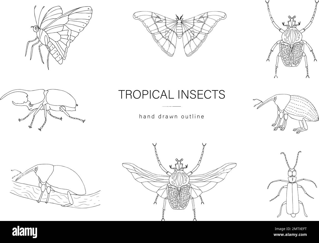 Papillon géant de l'atlas Banque d'images noir et blanc - Alamy