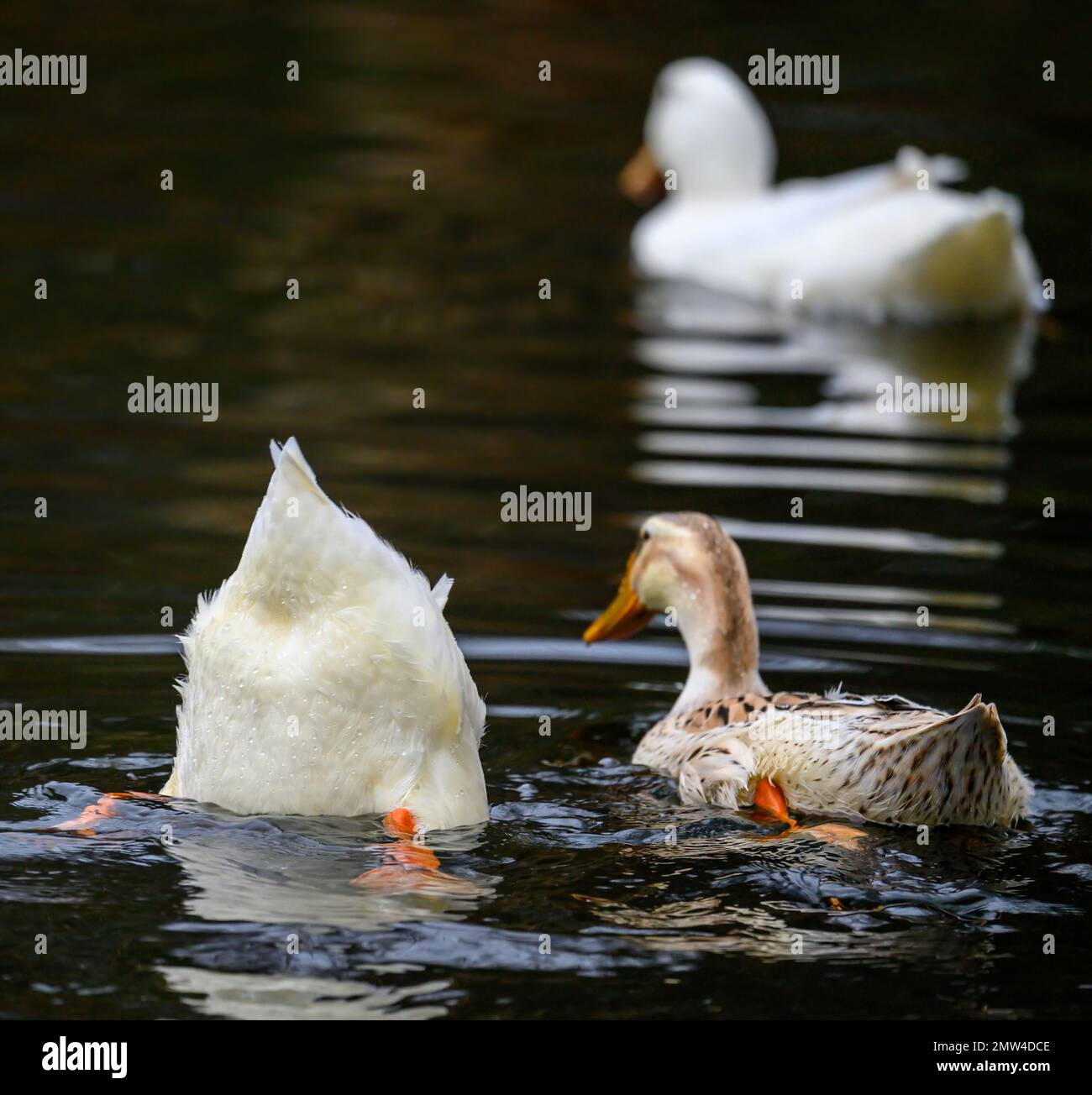 Duck tail Banque de photographies et d’images à haute résolution - Alamy