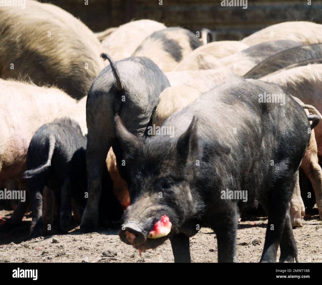 Élevage de porcs. Race ukrainienne de cochons marquée par le pack steppe. Basé sur la race ...