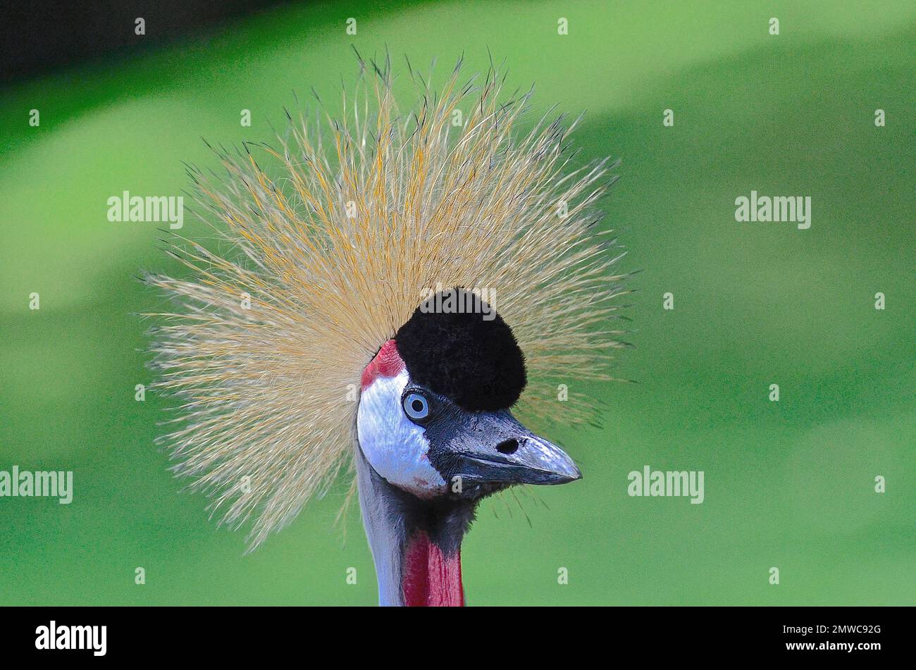 Grue avec couronne Banque de photographies et d’images à haute ...