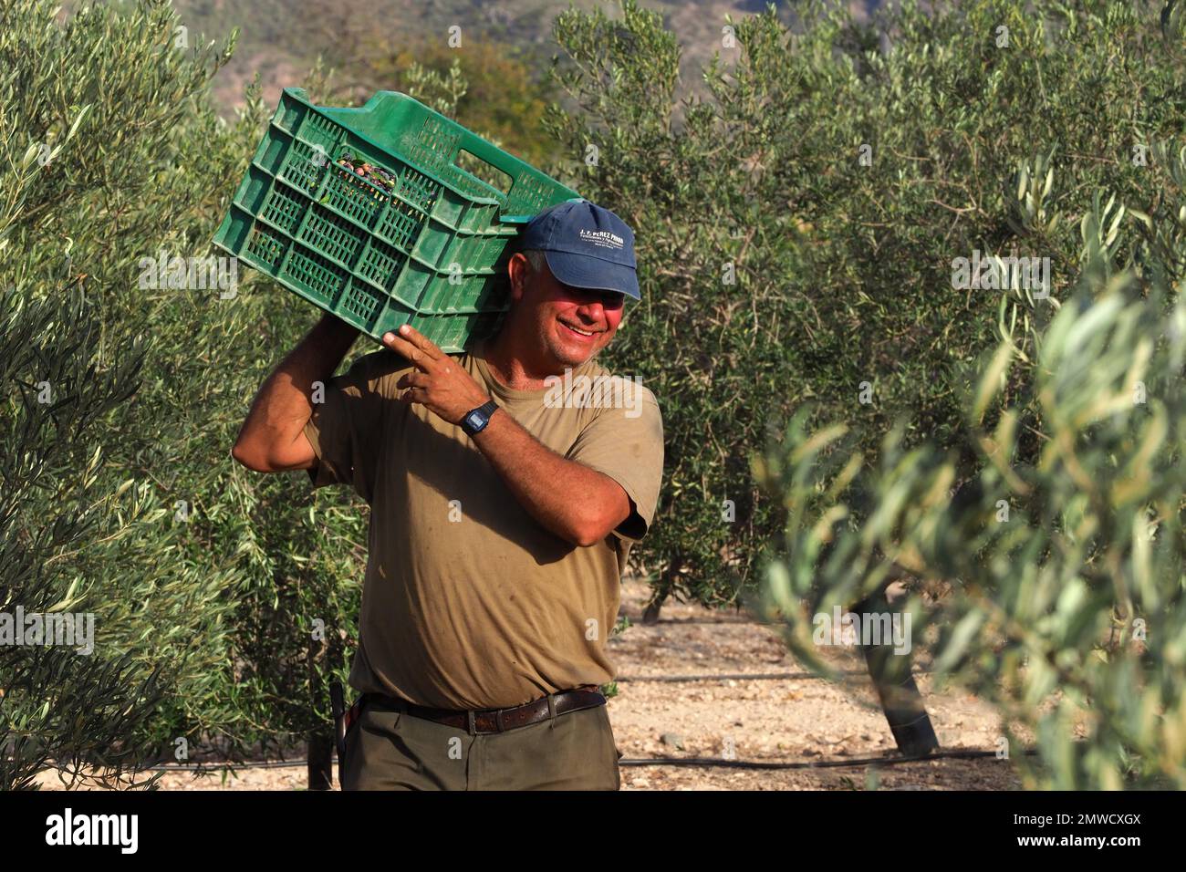 Récolte d'olives, homme avec boîte pleine d'olives sur son épaule dans ...