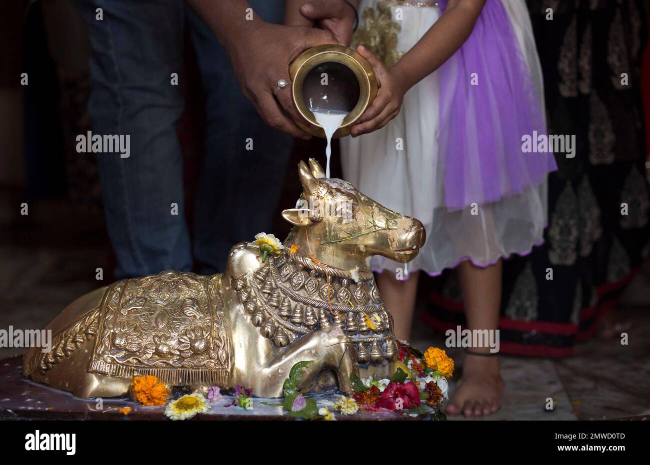 An Indian devotee and his daughter pour milk on to an idol of Nandi ...