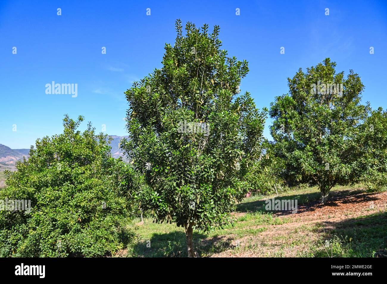 plante d'arbre de macadamia, noix de macadamia fraîches naturelles ...