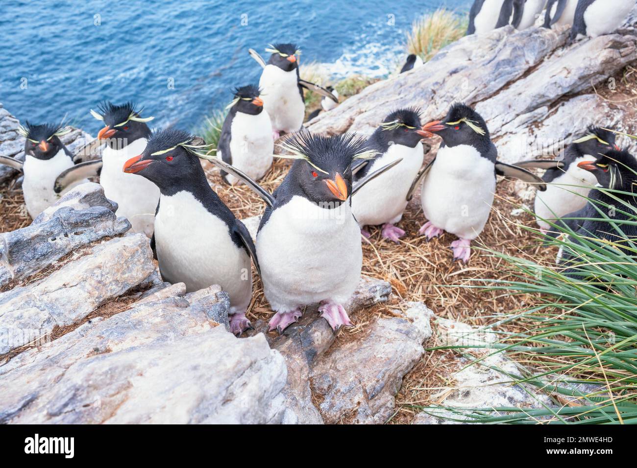 Groupe de manchots de rockhopper (Eudyptes chrysocome chrysocome) sur ...