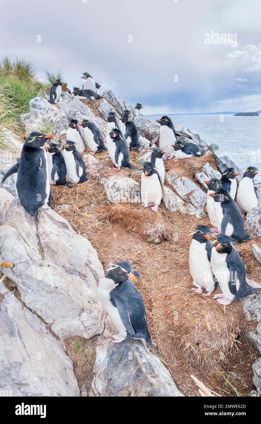 Groupe de manchots de rockhopper (Eudyptes chrysocome chrysocome) sur ...