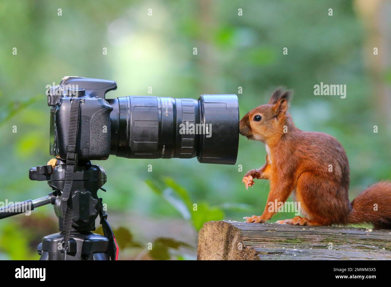 Un gros plan d'un écureuil commun (Sciurus vulgaris) près d'une caméra ...