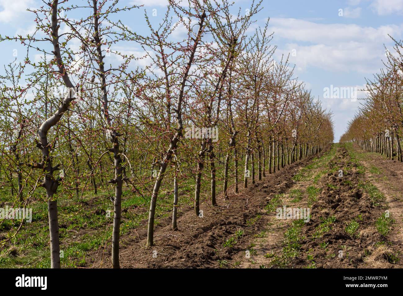 Arbres fruitiers plantés en rangée sur la ferme. Travaux agricoles du ...