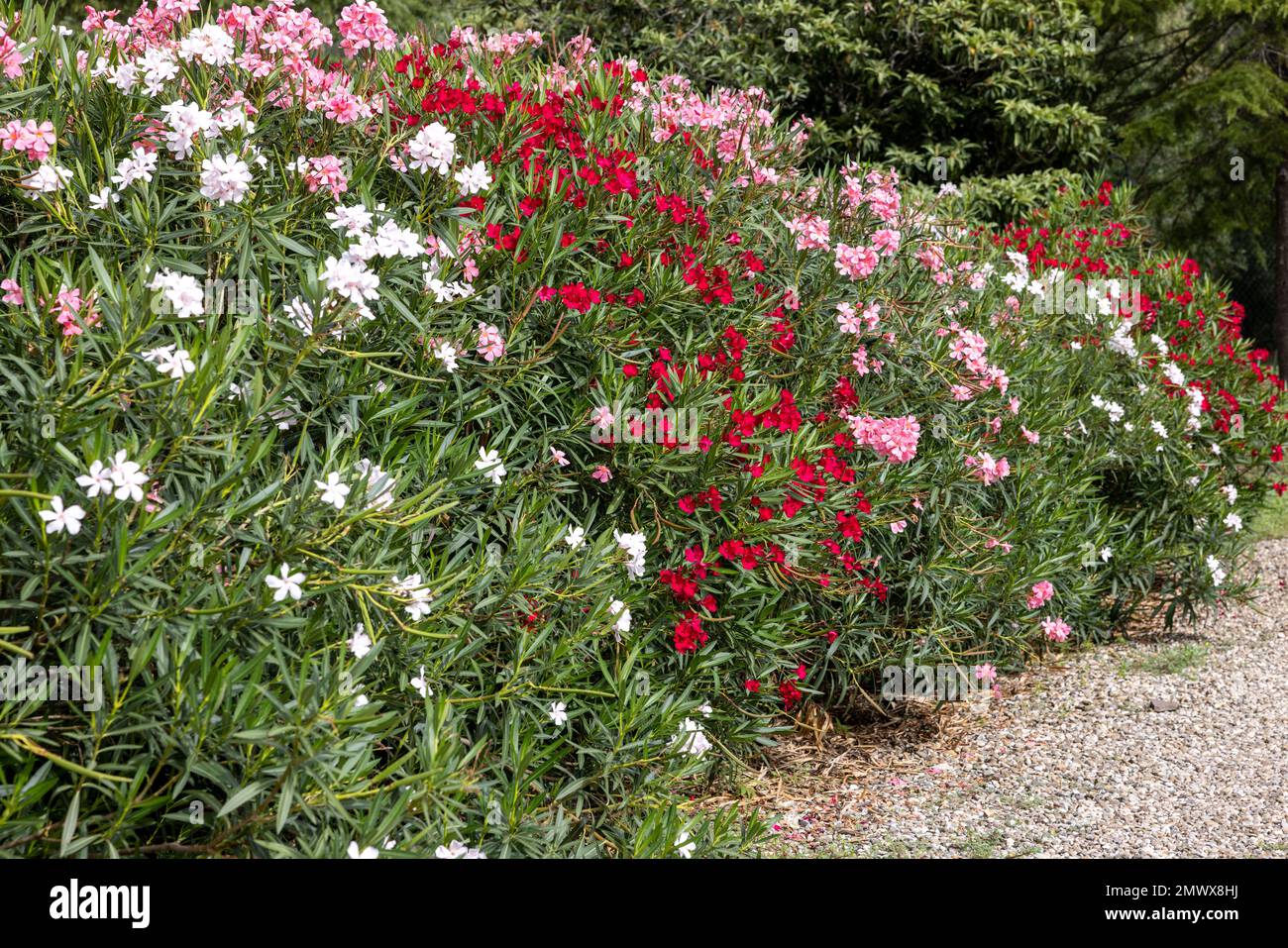 Belles petites fleurs d'Oleander. un arbuste à feuilles persistantes ...