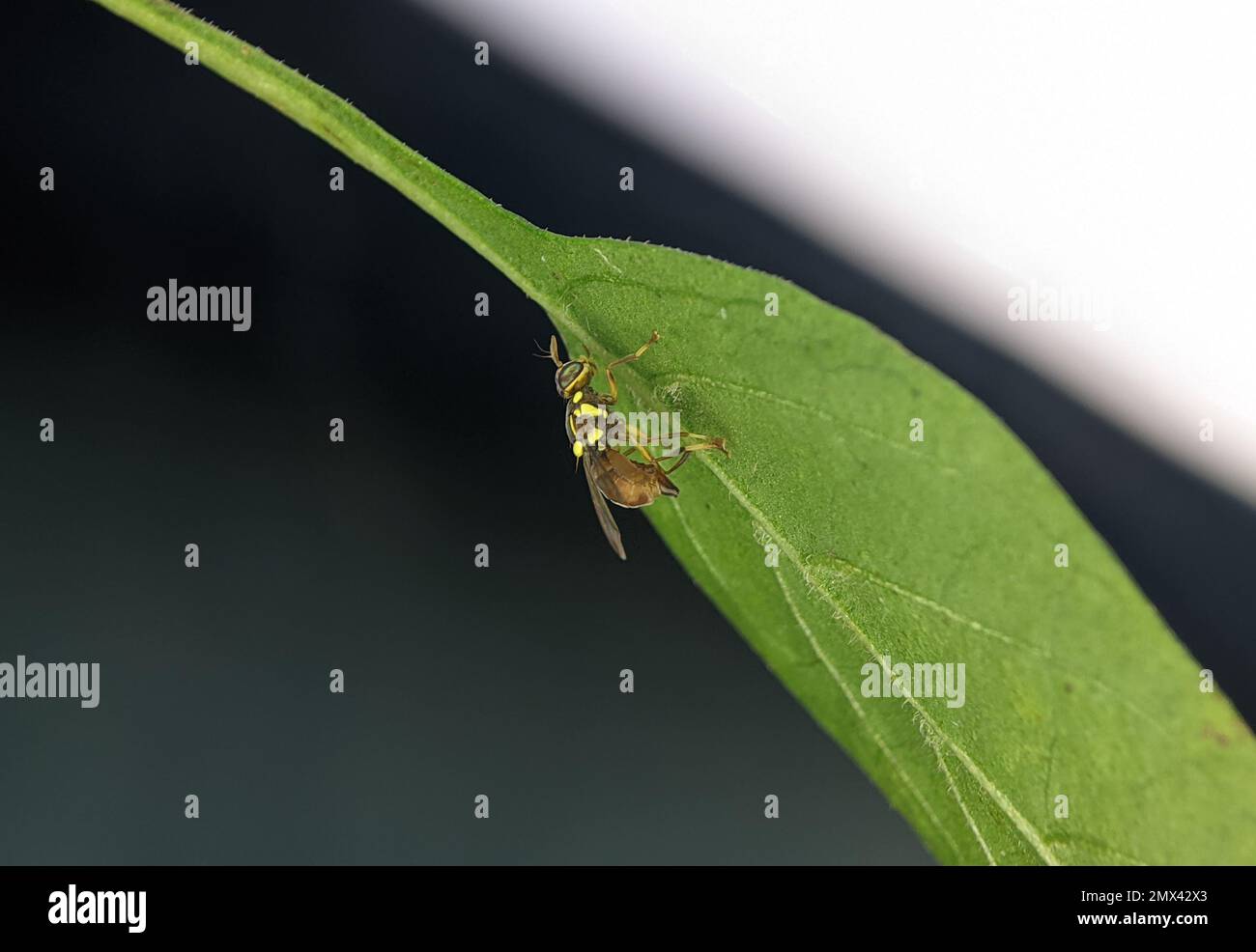 Bactrocera dorsalis Banque de photographies et d’images à haute ...