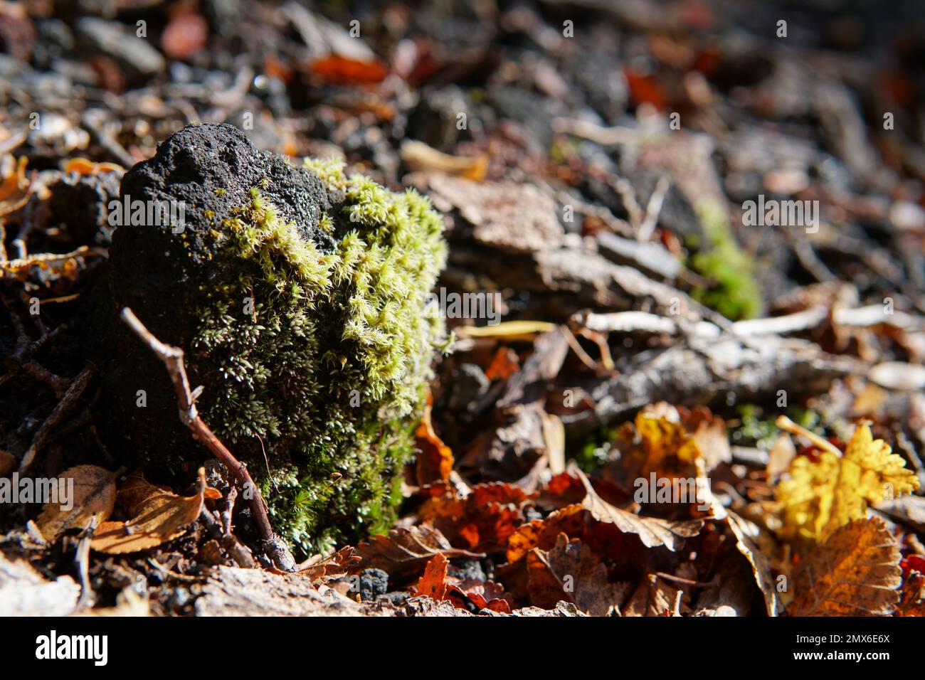 Del bosque Banque de photographies et d’images à haute résolution - Alamy