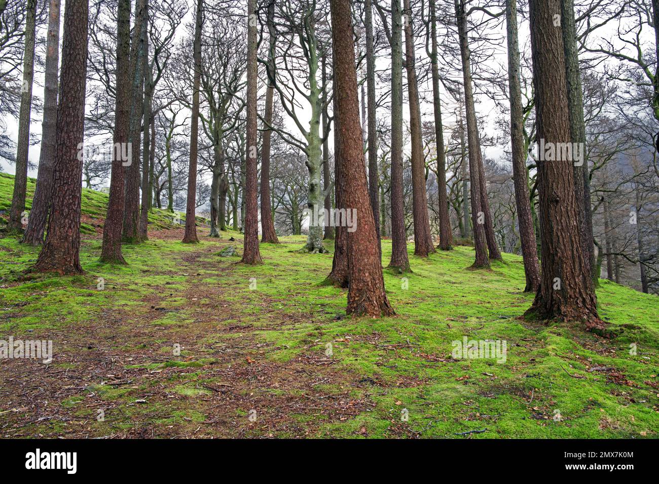 Le Parc Bach (Little Park) de Llanberis, au pays de Galles, est une ...