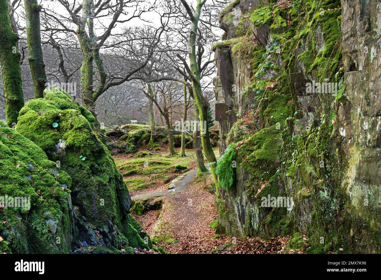 Le Parc Bach (Little Park) de Llanberis, au pays de Galles, est une ...