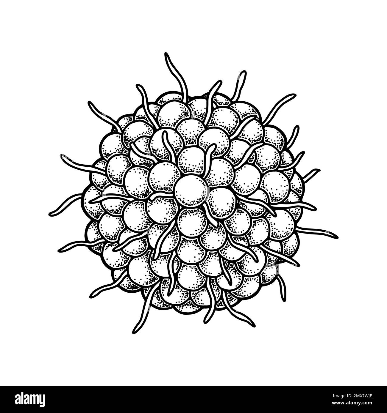 Virus varicelle zona Banque d'images noir et blanc - Alamy