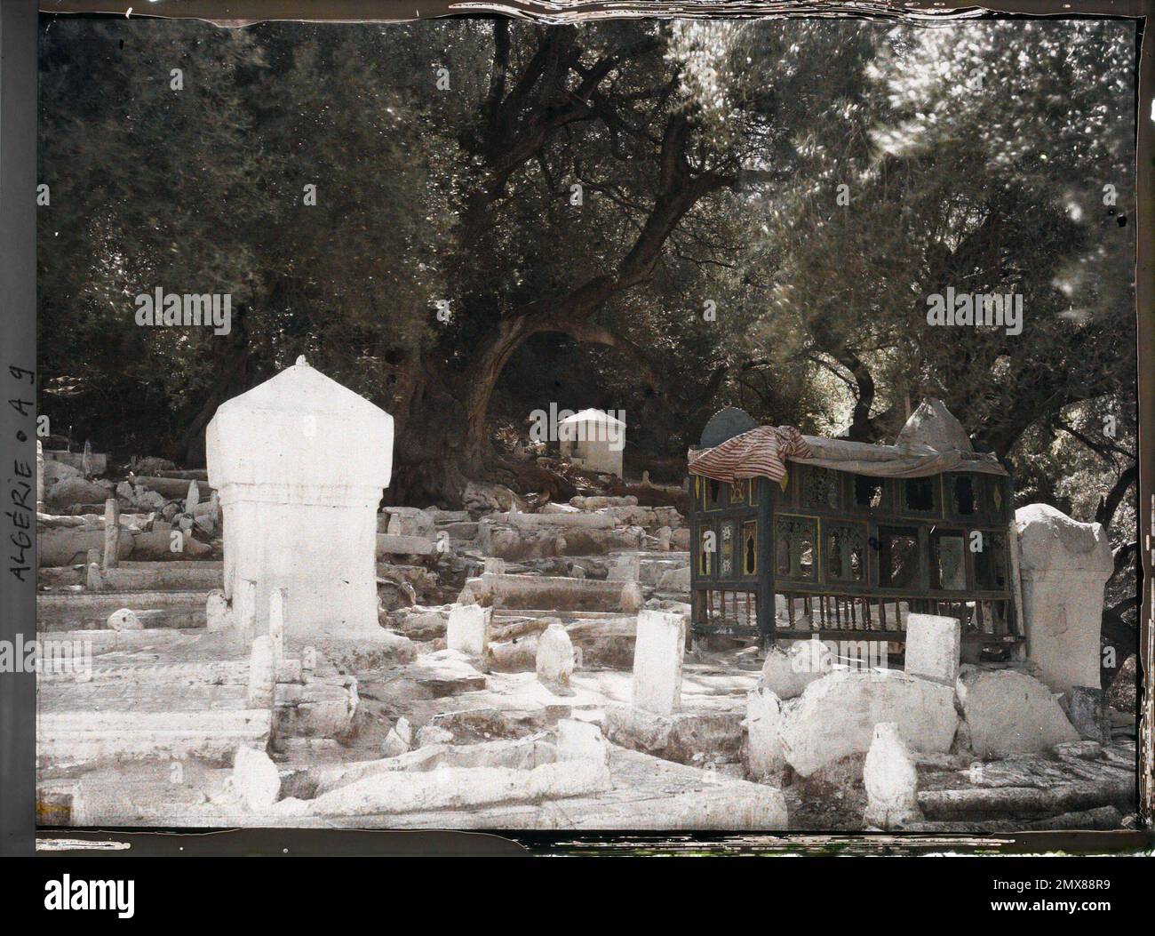 Blida, Algérie le cimetière El Kebir en bois sacré , 1909 ou 1910 ...