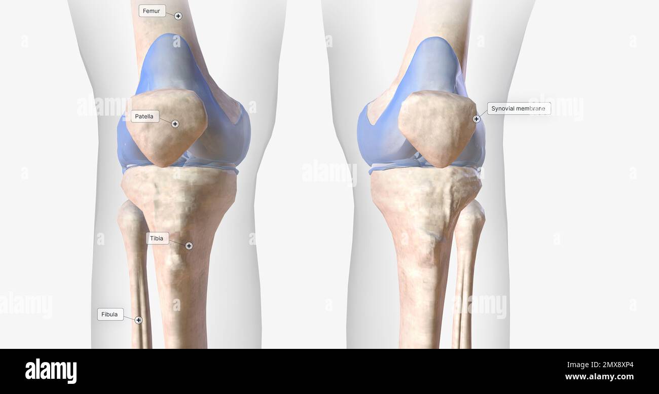 Genou anatomie en flexion Banque de photographies et d’images à haute ...
