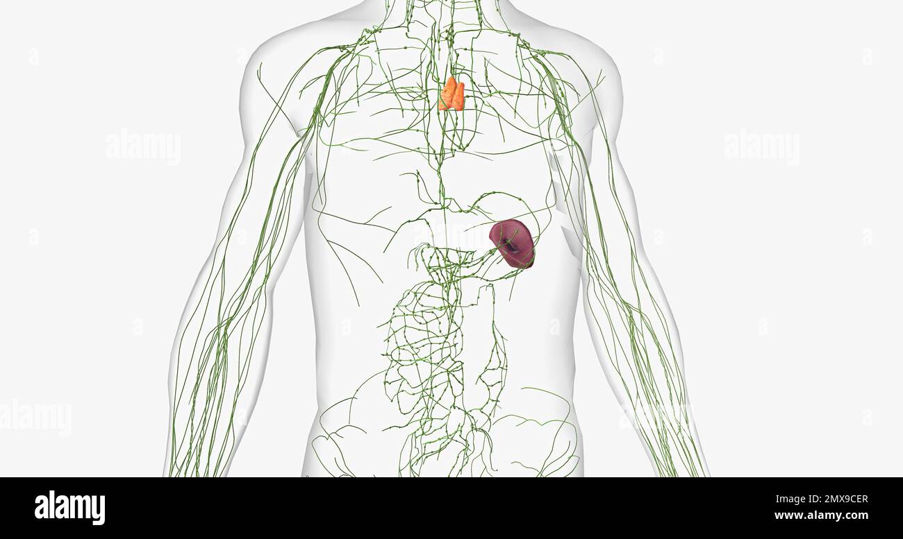 Le système lymphatique est un réseau d'organes, de tissus, de vaisseaux ...