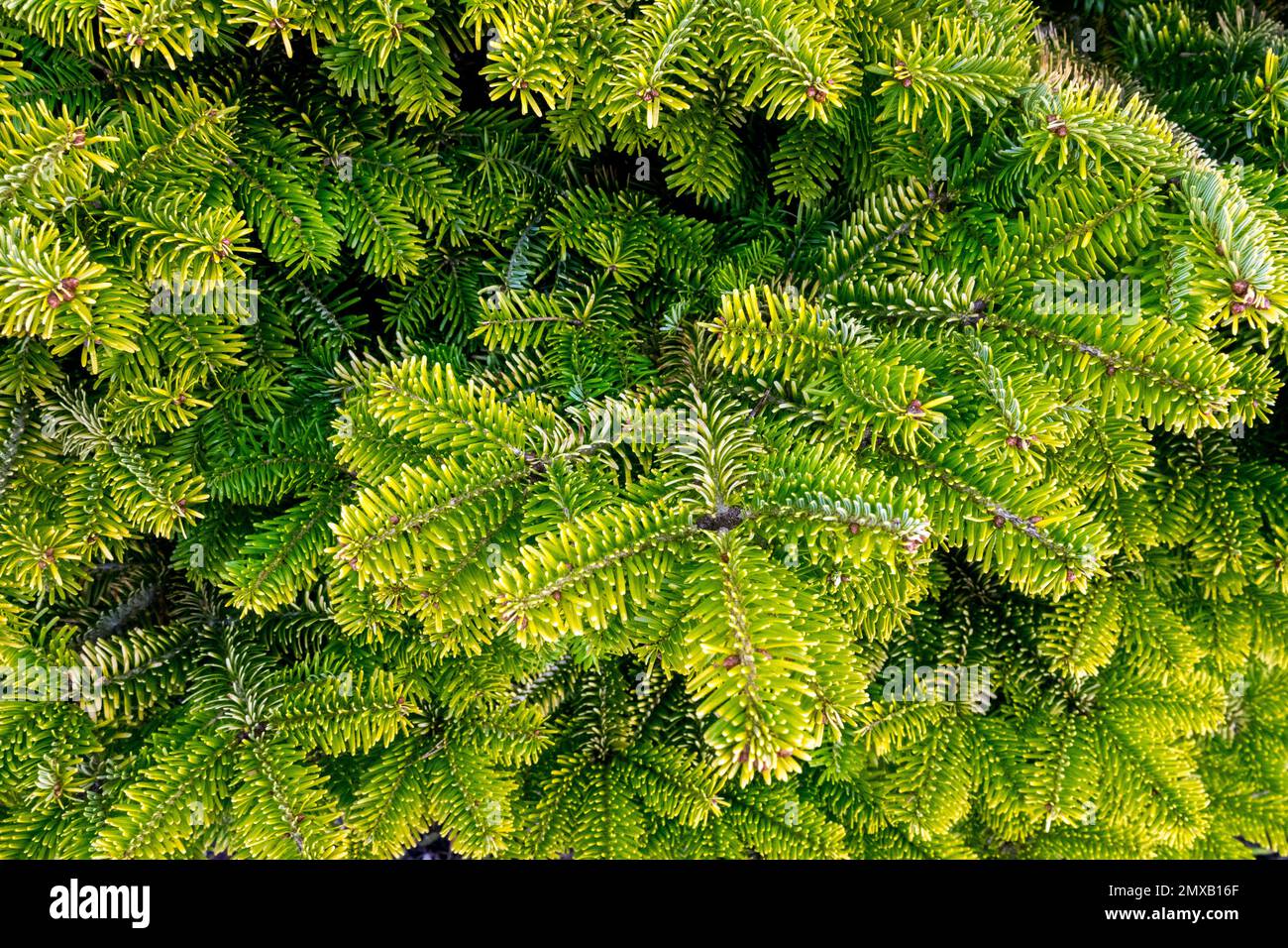 Abies nordmanniana golden spreader Banque de photographies et d’images ...