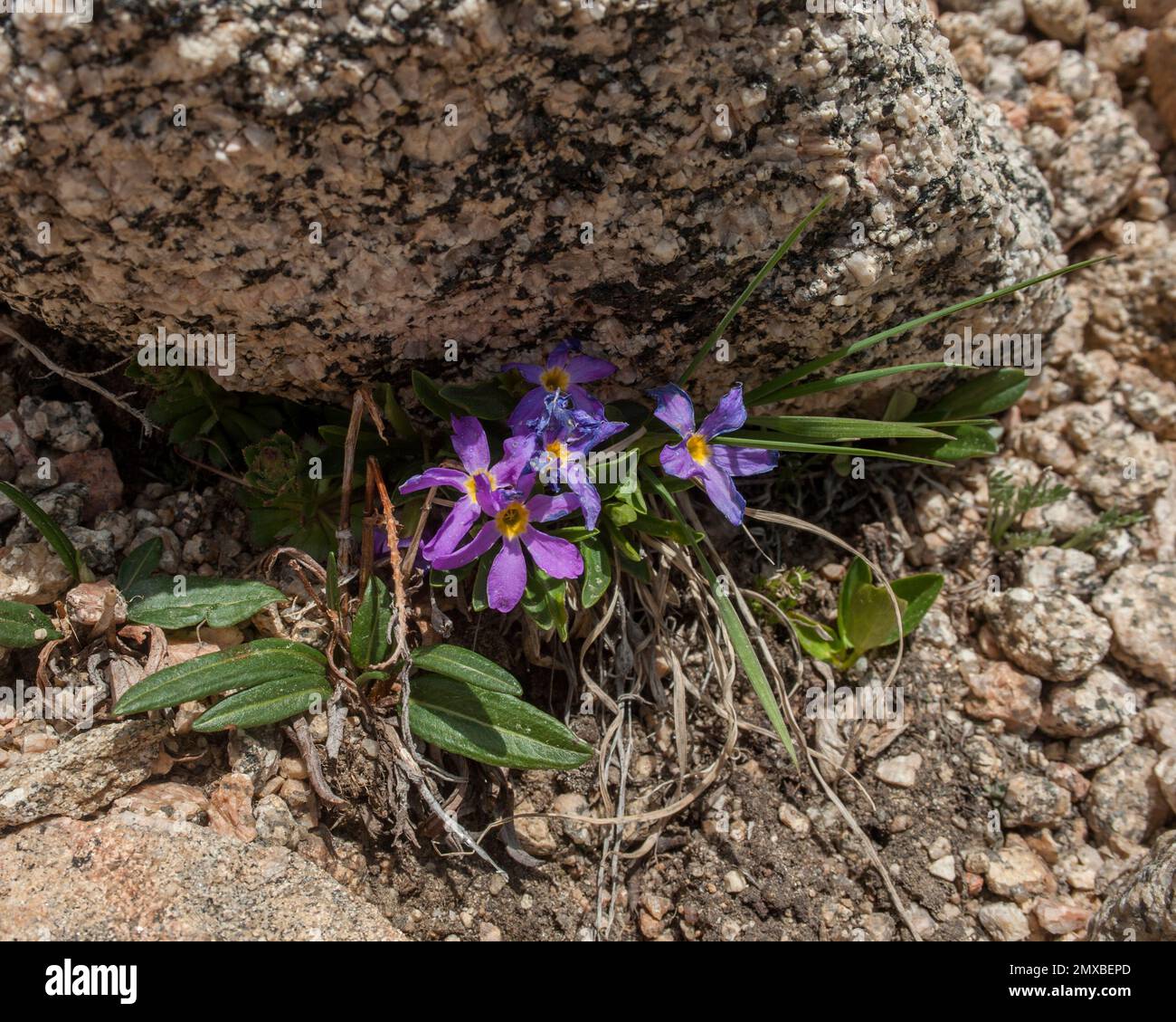 Primula angustifolia Banque de photographies et d’images à haute ...