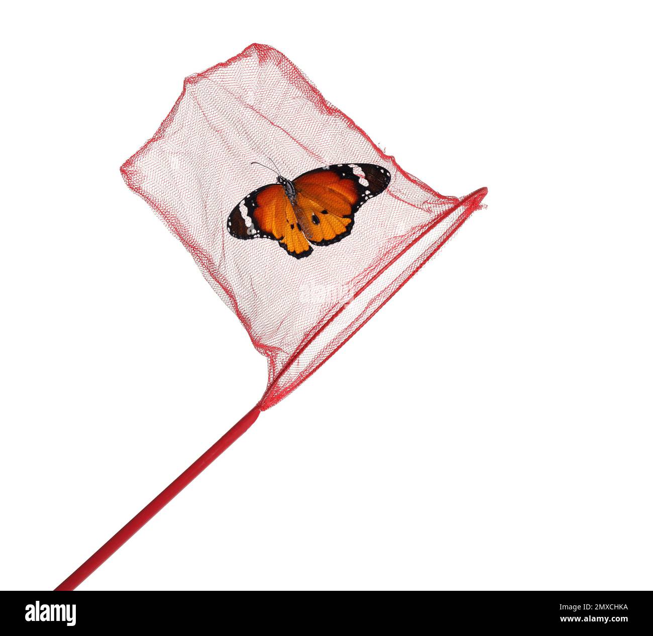 Papillon volant sur fond transparent Banque de photographies et d ...