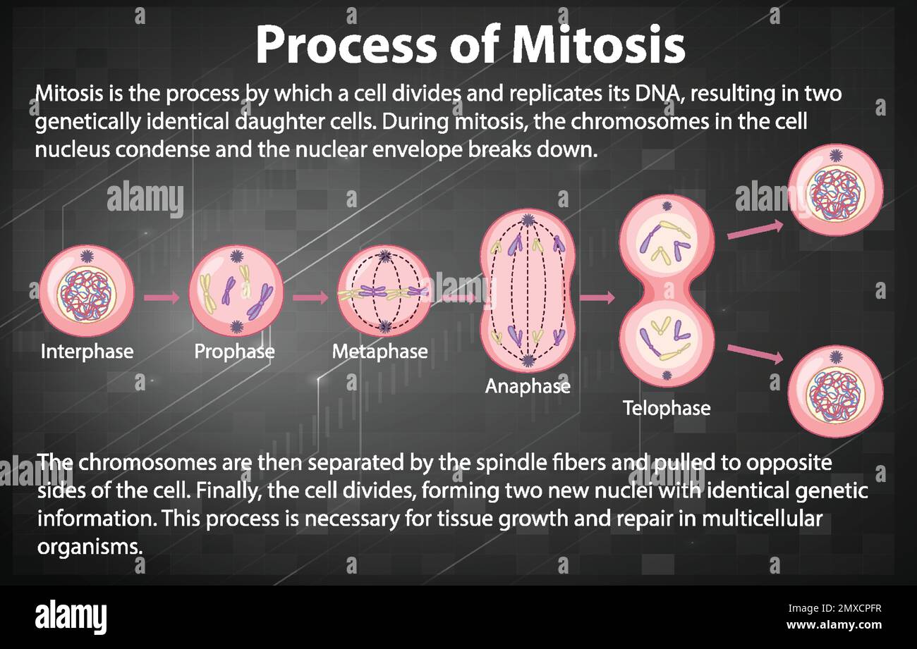 Processus des phases de mitose avec illustration des explications Image ...