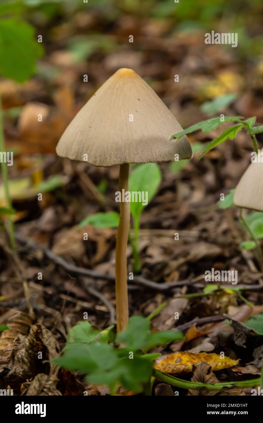 Champignons des imbéciles Banque de photographies et d’images à haute ...