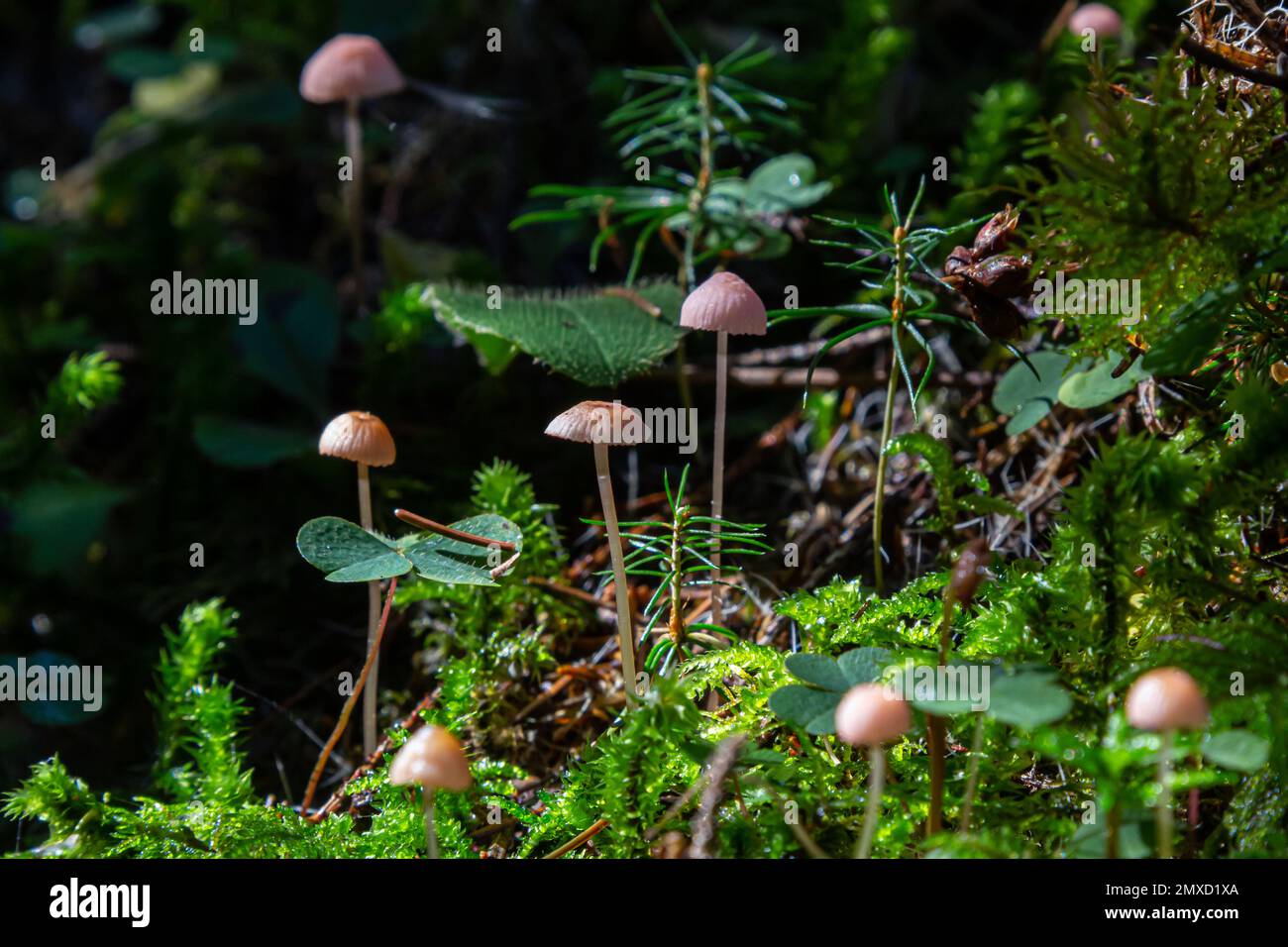 Champignon incomestible Mycena rosella dans la forêt d'épinette. Connu ...