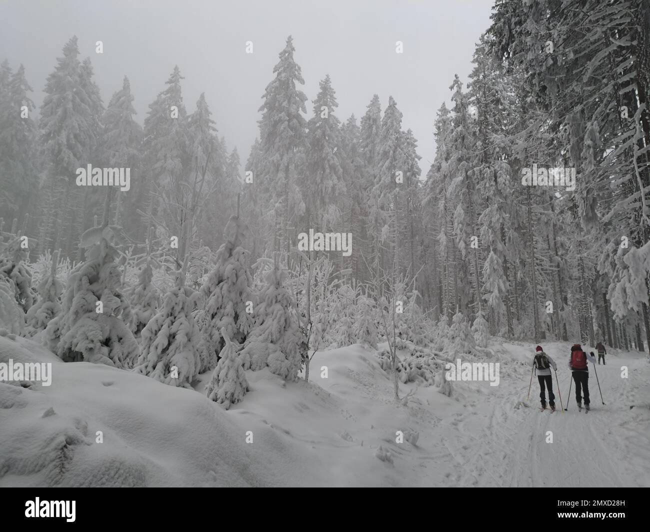 Piste de ski de fond dans la forêt de Bohème (Sumava), Modrava ...