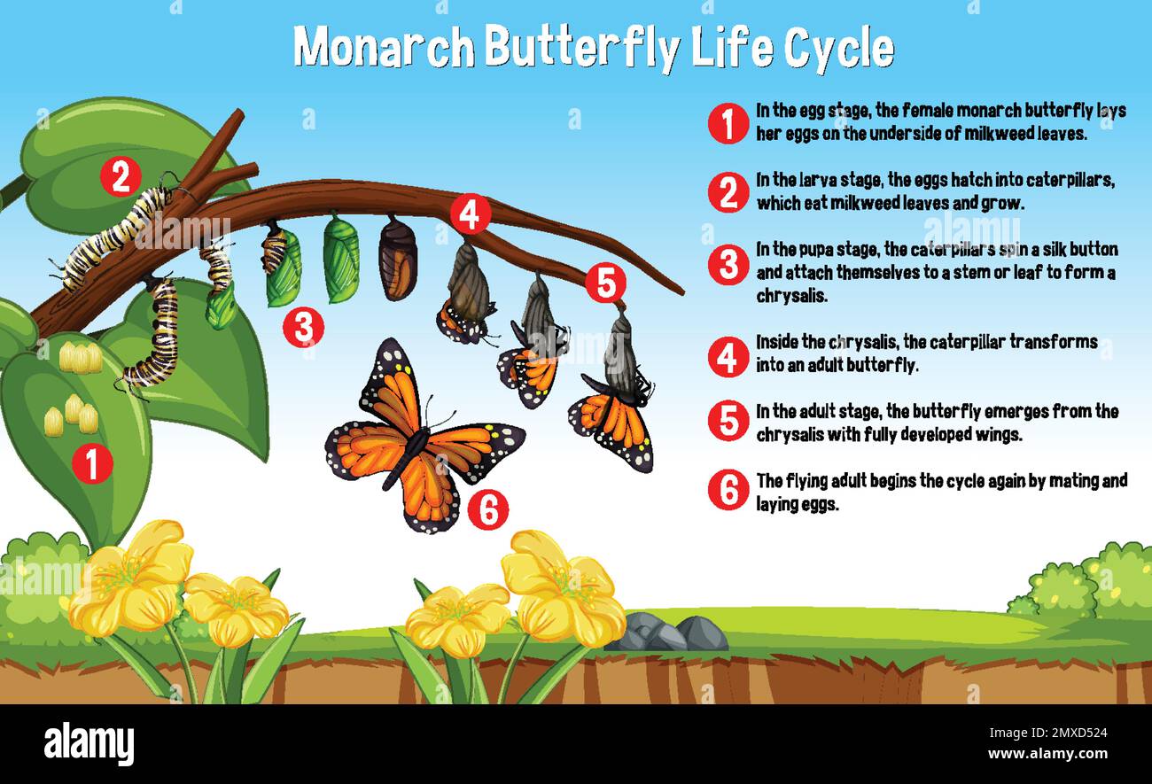 Monarch butterfly life cycle Banque d'images vectorielles - Alamy
