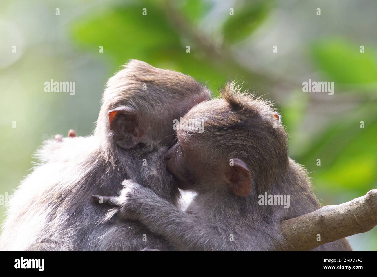 Un foyer sélectif d'un couple aimant de singes qui s'embrasent et s ...