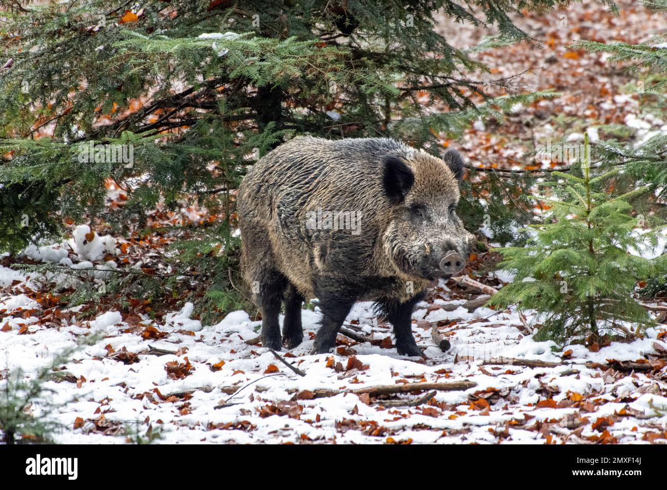 Accouplement des porcs Banque de photographies et d’images à haute ...