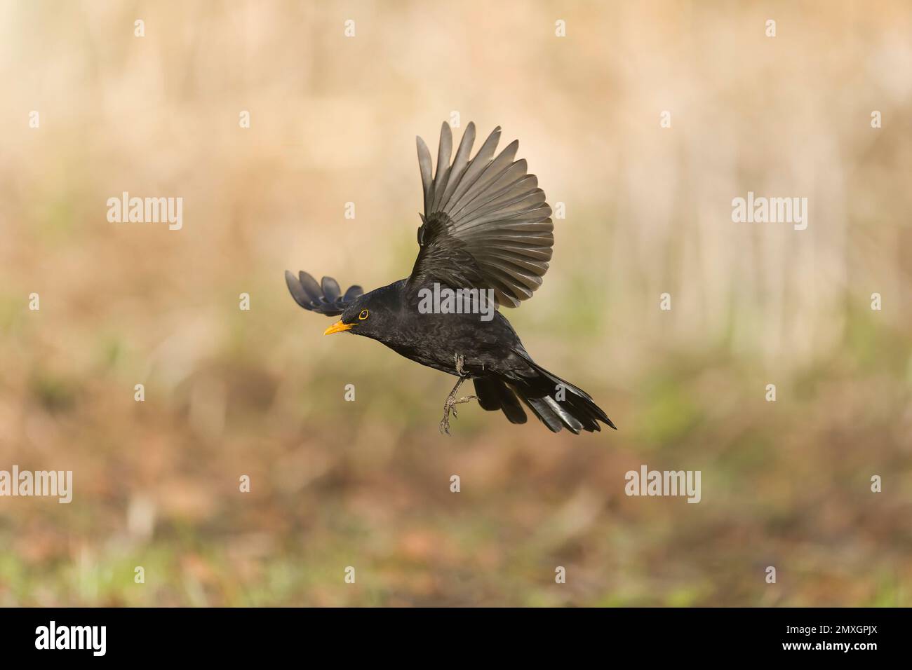 Turdus merula flying Banque de photographies et d’images à haute ...
