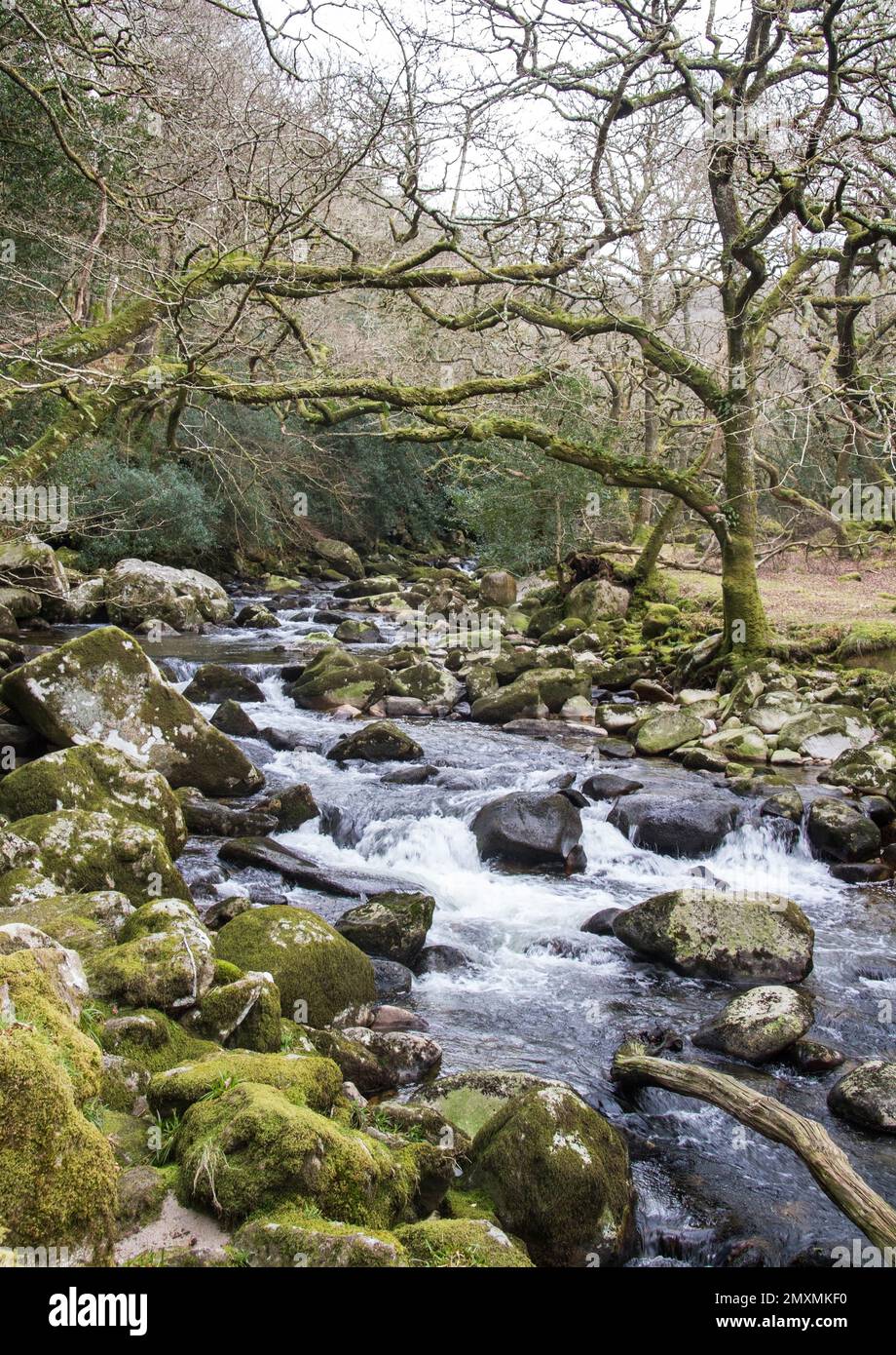 La mousse couvrait des arbres et des pierres à Shaugh Woods, à côté de ...