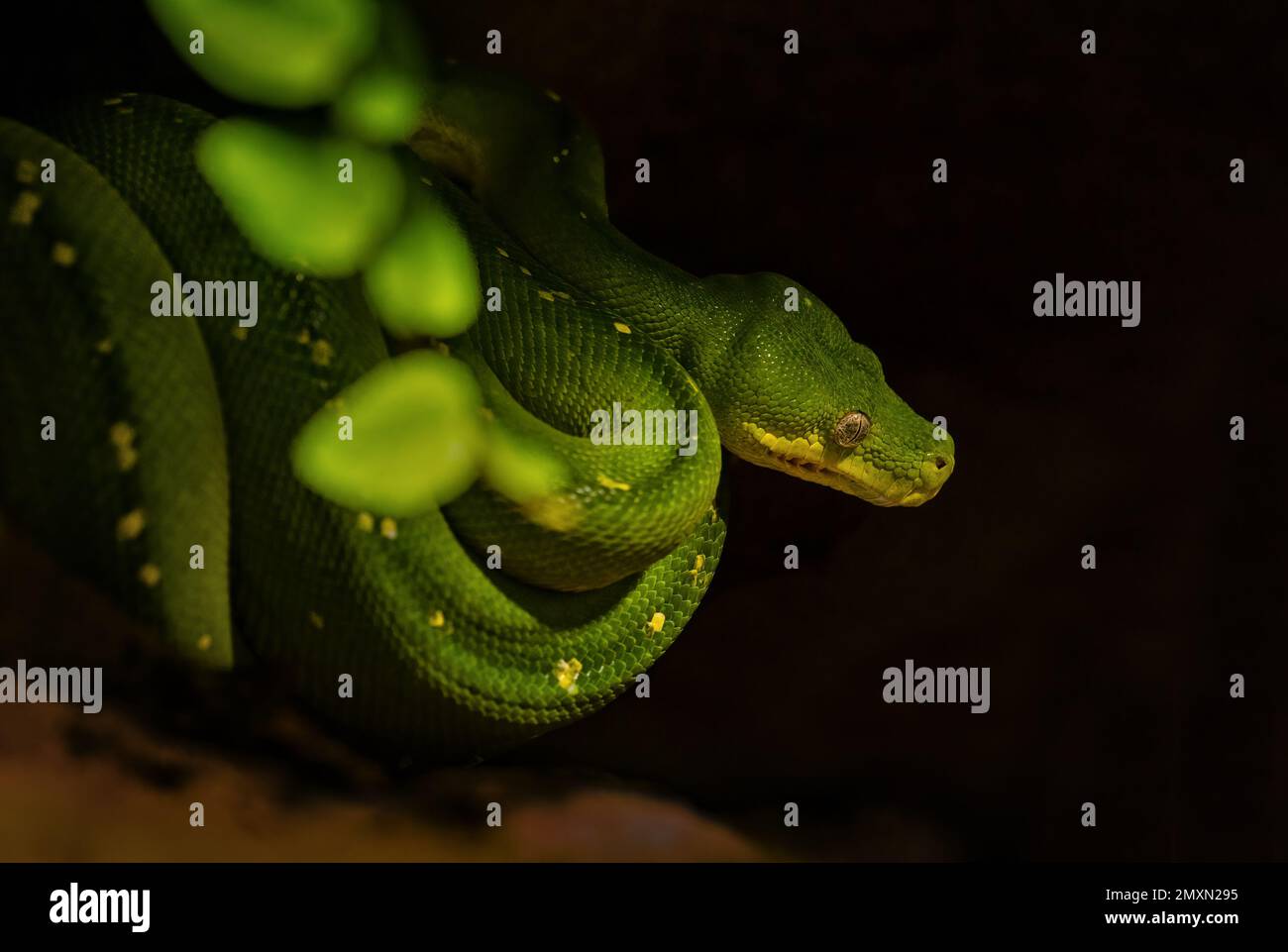 Aru morelia viridis Banque de photographies et d’images à haute ...