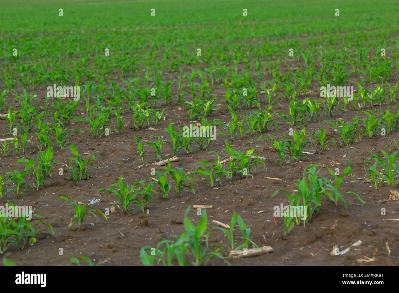 Jeunes semis de blé vert poussant dans un champ de sol. Gros plan sur l ...