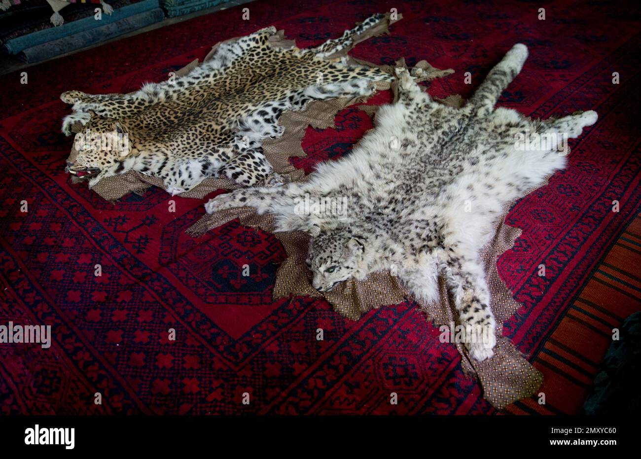 In this Aug. 23, 2016 photo, the skins of snow leopards are displayed ...