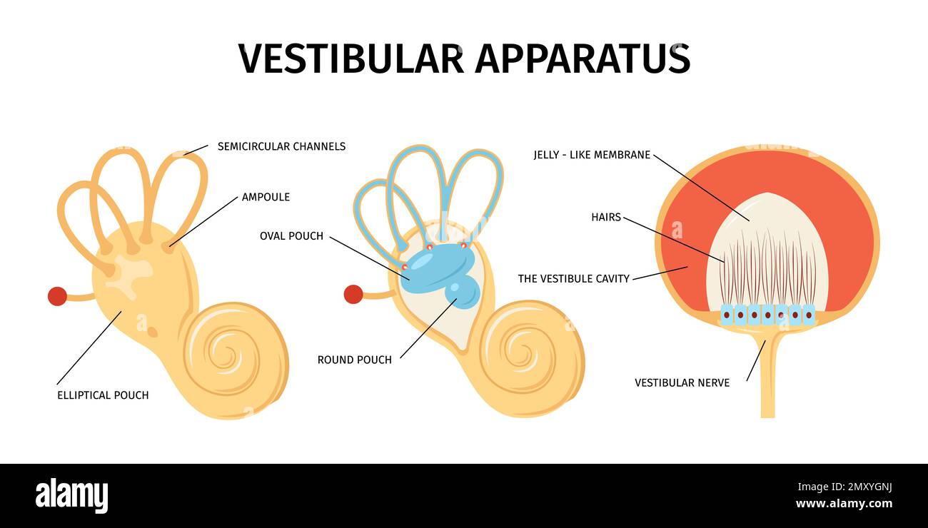 Anatomie réaliste oreille système vestibulaire composition vertige avec ...
