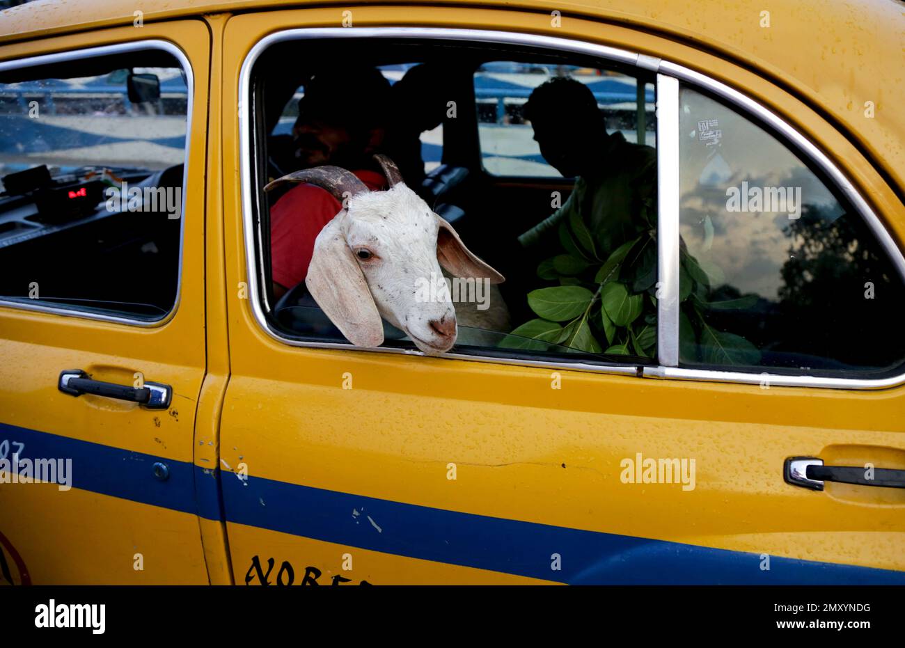 A goat is transported in a yellow cab near a live stock market ahead of the Muslim festival Eid ...
