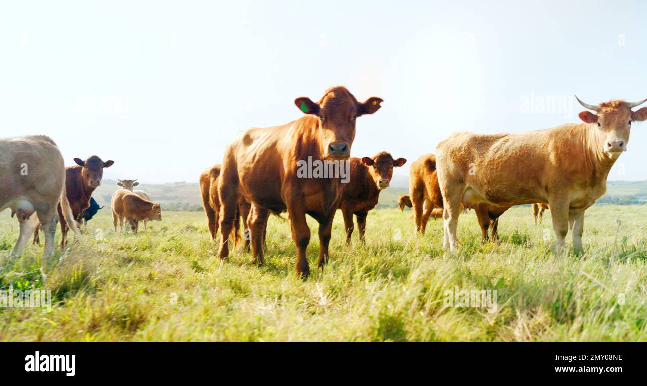 Ferme, nature et champ de vache dans la campagne avec des animaux ...