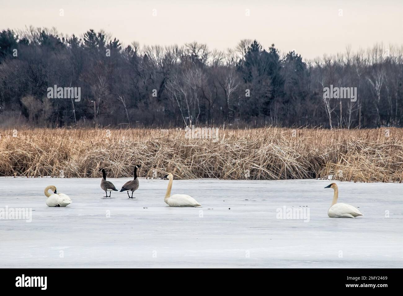 Cygnes et bernaches du canada sur l'eau gelée de la réserve de Big ...