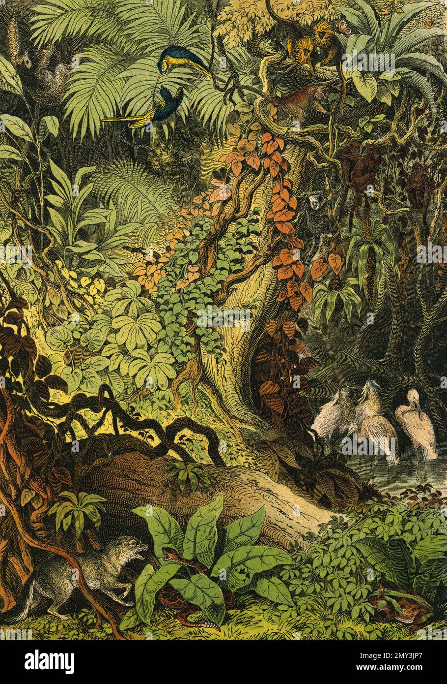 Vie de renard Banque de photographies et d’images à haute résolution ...