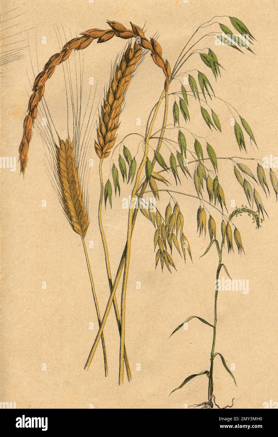Dessin Botanique Du Blé