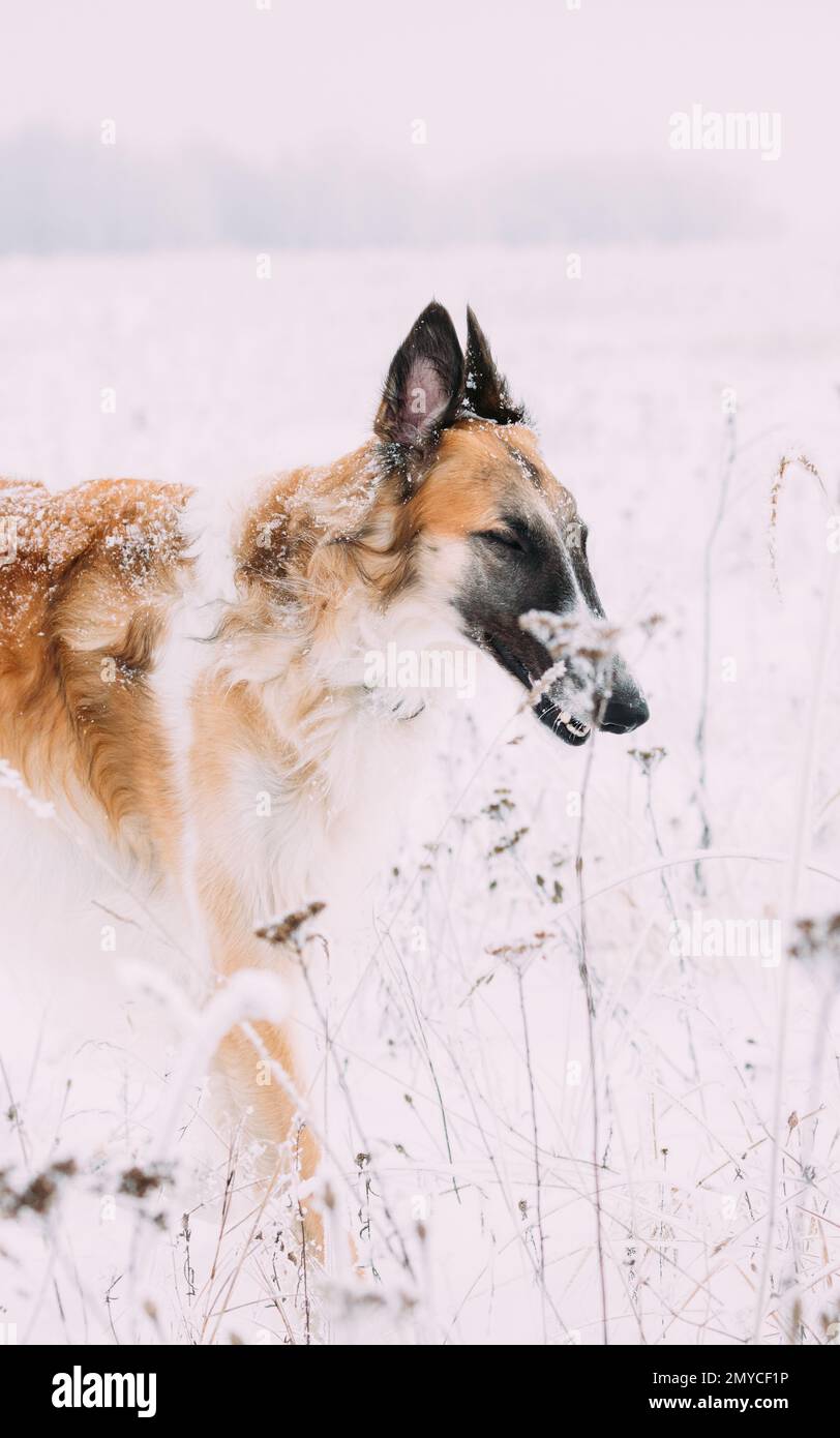 Chasse au chien-loup russe Sighthound Pssaïa Psovaya Borzaya chien ...