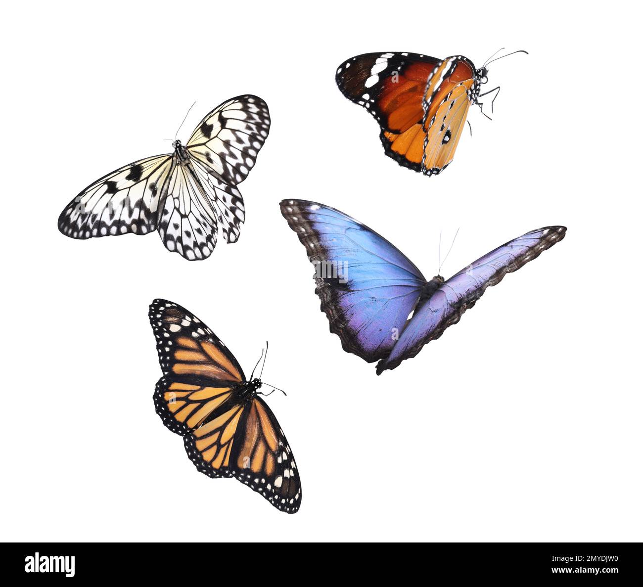 Nuee de papillons Banque de photographies et d’images à haute ...