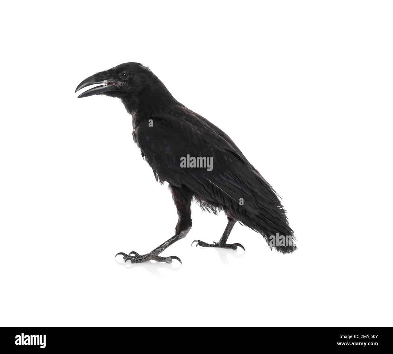 Beau corbeau Banque de photographies et d’images à haute résolution - Alamy