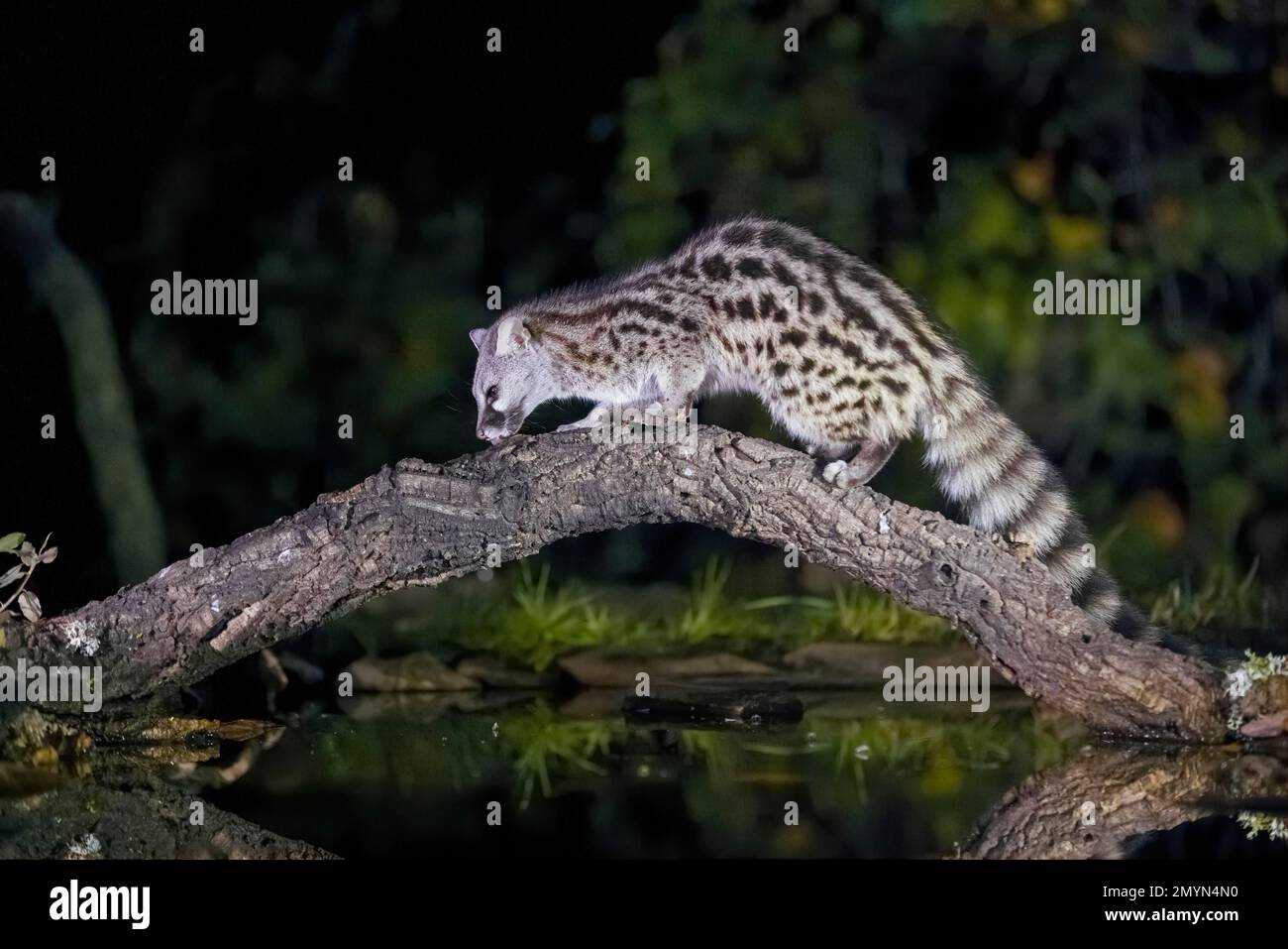 Genette commune Banque de photographies et d’images à haute résolution ...