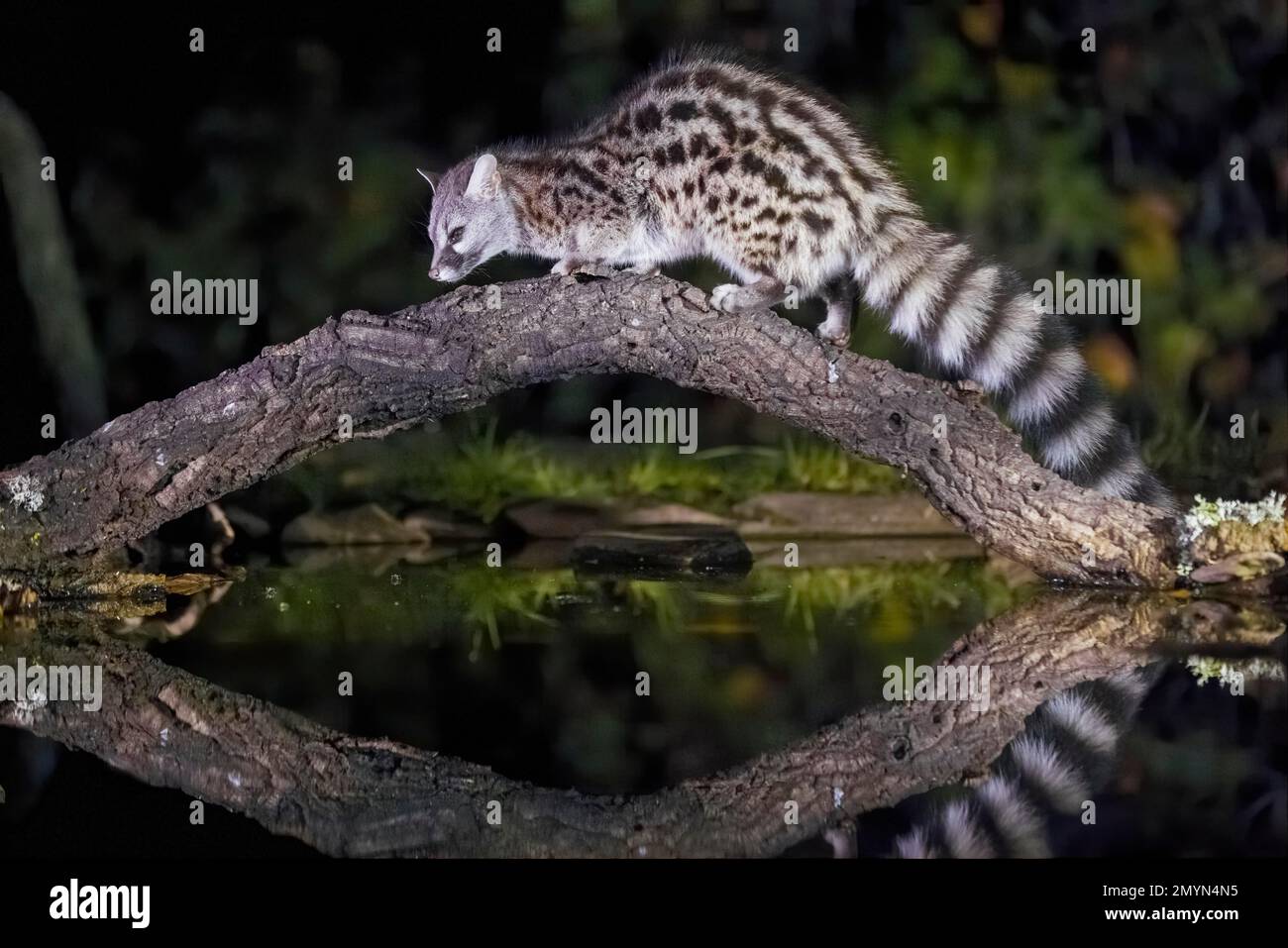 Genette commune Banque de photographies et d’images à haute résolution ...